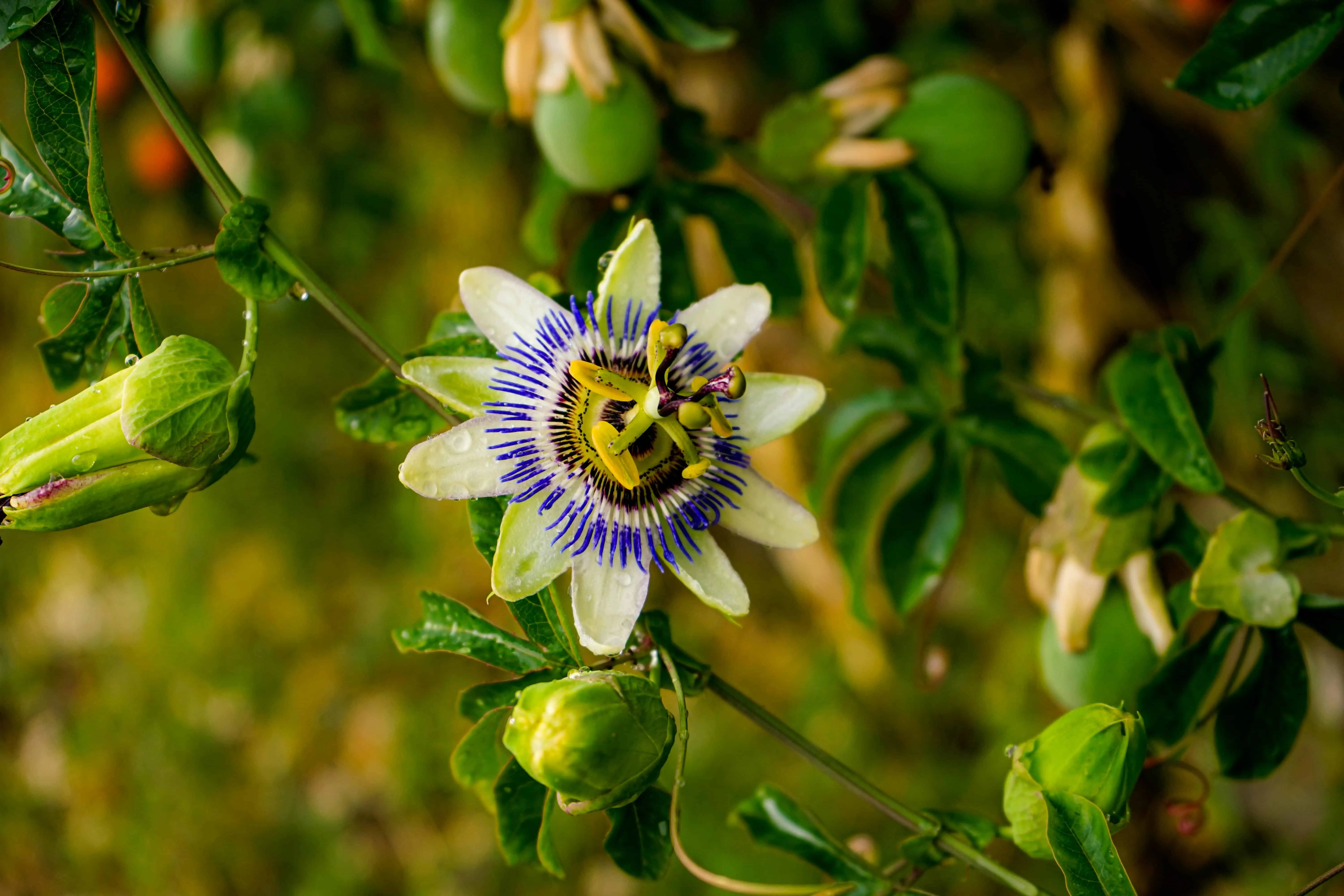 A Guide to 5 Delicious Passiflora Fruits You Can Grow at Home — Rita's ...